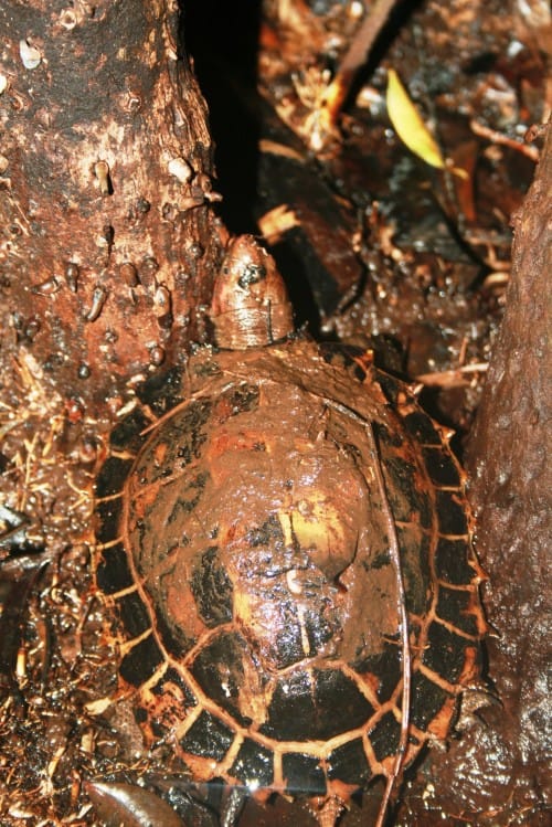 Spiny turtle (Heosemys spinosa) - The SatuCita Foundation
