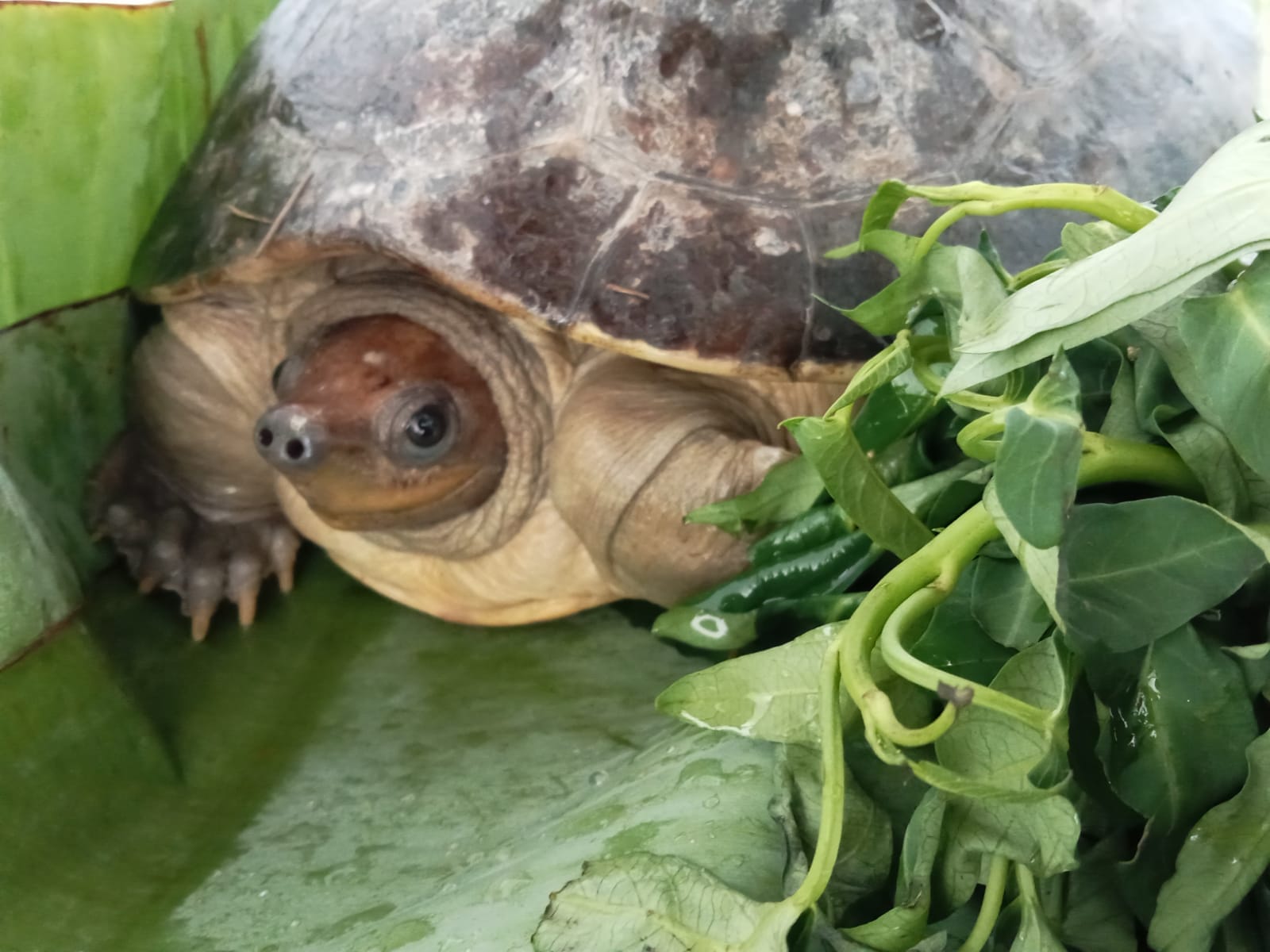 A Juvenile of Painted Terrapin Handed Over by A Villager - The SatuCita ...